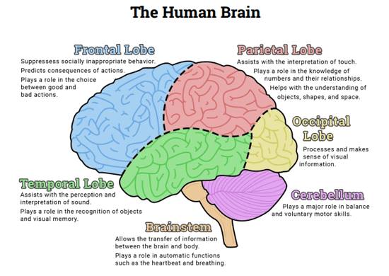 Human Brain Regions Functions The Institute Of Natural Law